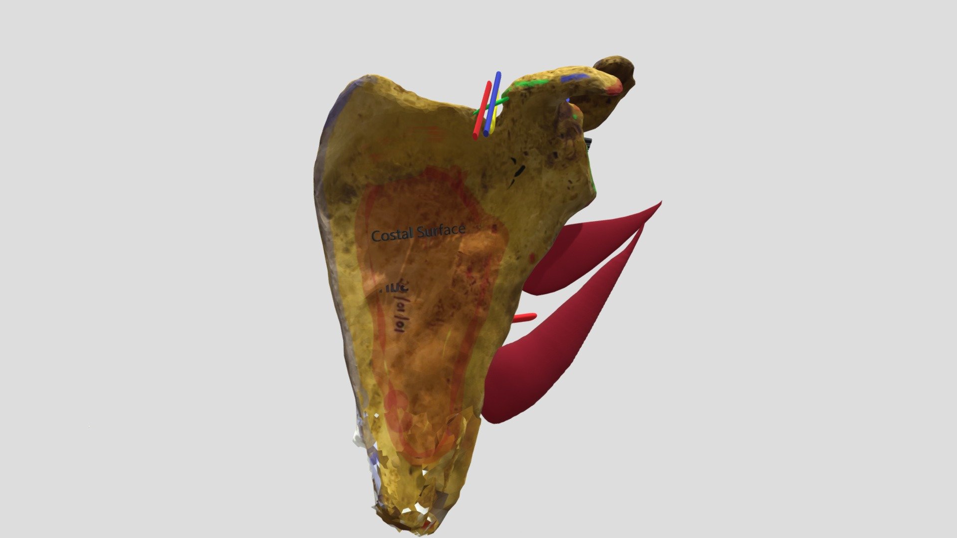 Scapula processes and angles - Download Free 3D model by prajjawalit ...