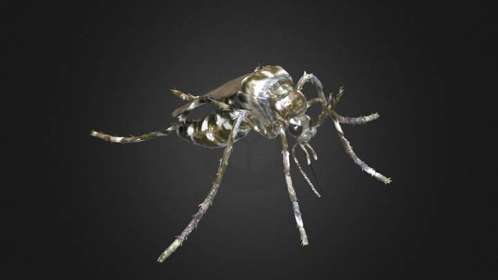 Gnat 3D models - Sketchfab