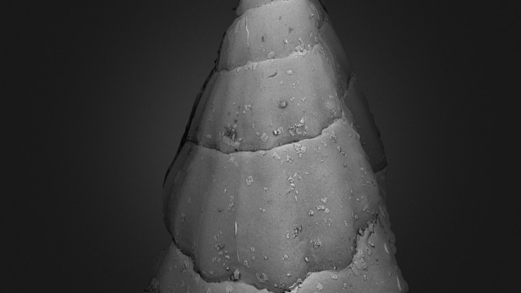 shell - 3D model by fbuffa [a3f33e1] - Sketchfab