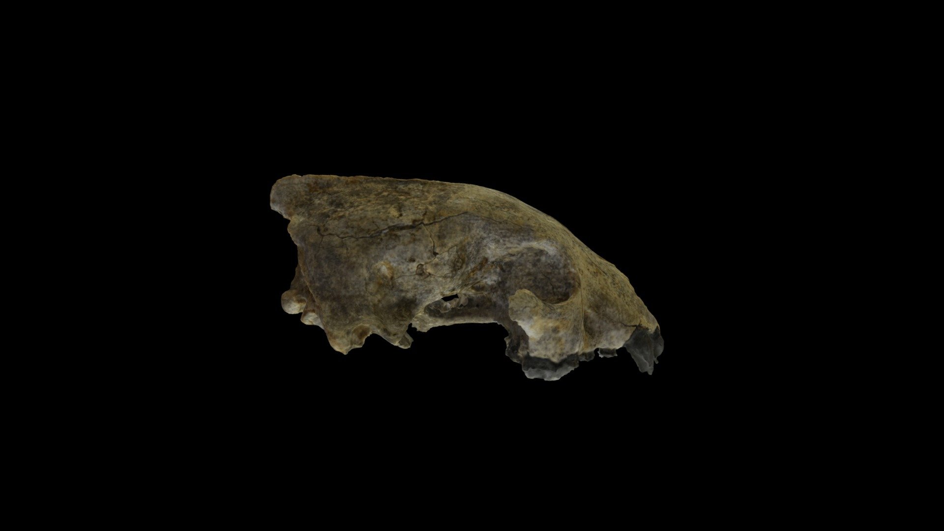 Lobanja ledenodobnega rosomaha - 3D model by Prirodoslovni muzej ...