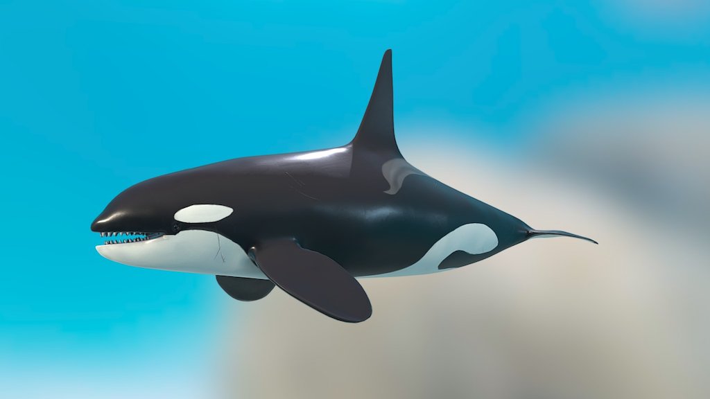 Orca - 3D model by 50calbr [a3fcd4e] - Sketchfab