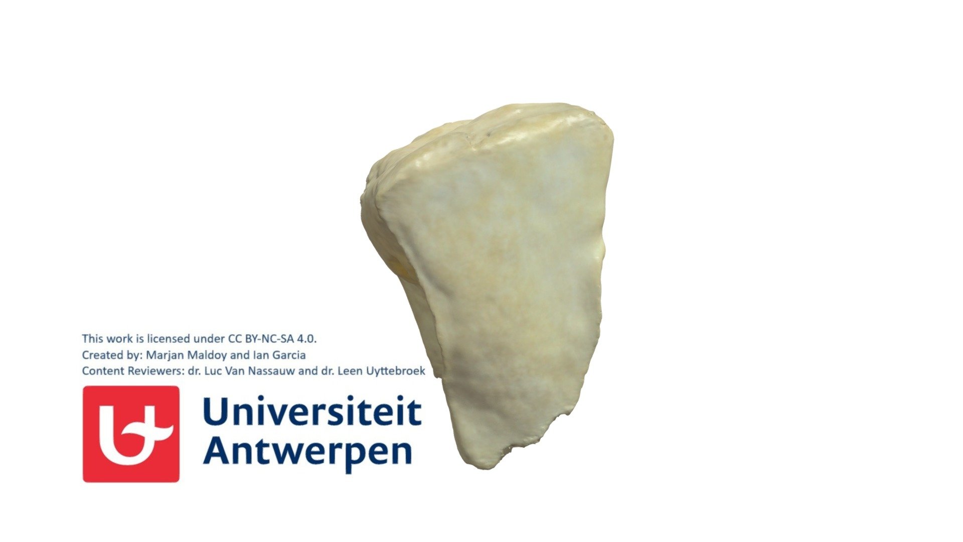 Rechter Os Cuneiforme intermedium met annotaties - 3D model by ...