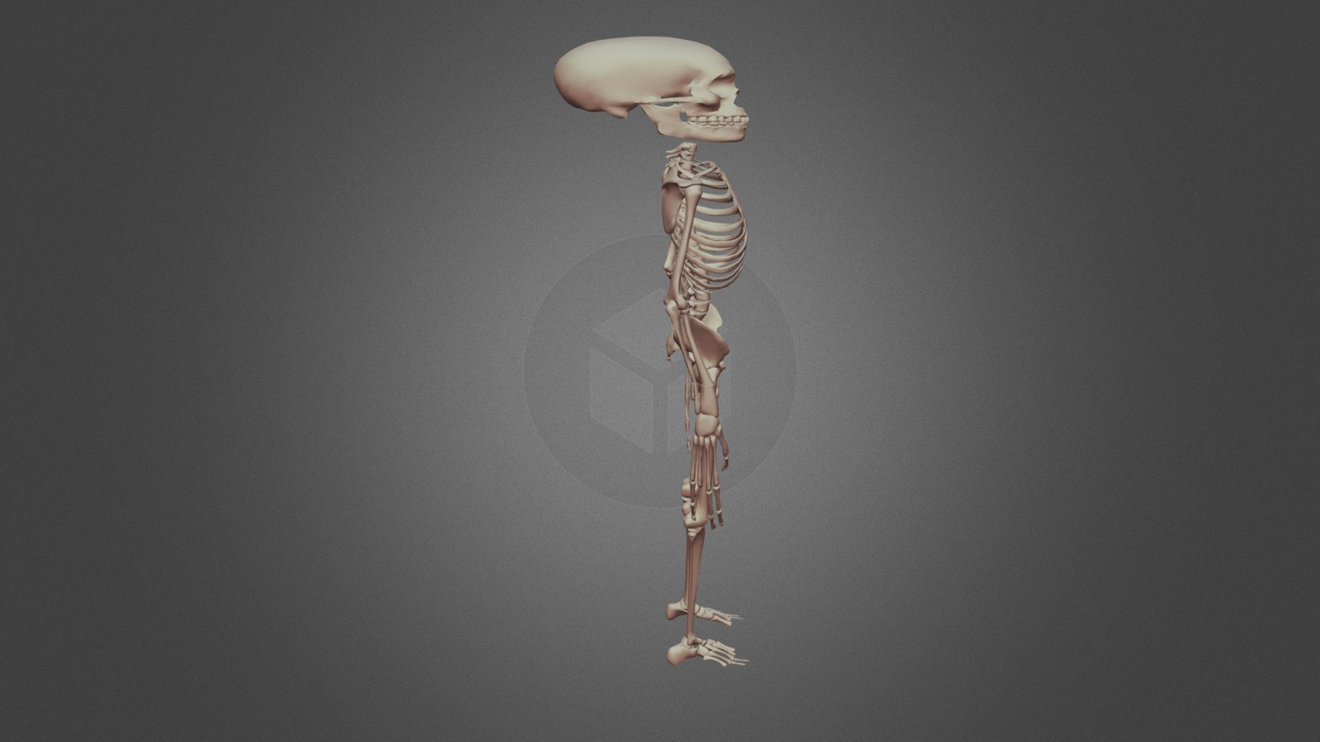 Scheletro umano - Download Free 3D model by palese_alessandra [a3ff11a ...