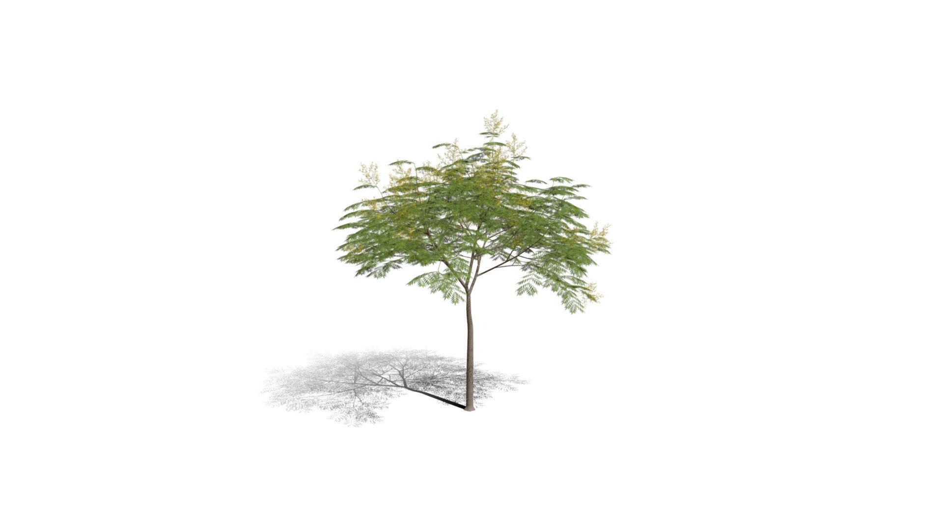 Realistic HD Chinese flame tree (6/20) - Download Free 3D model by ...