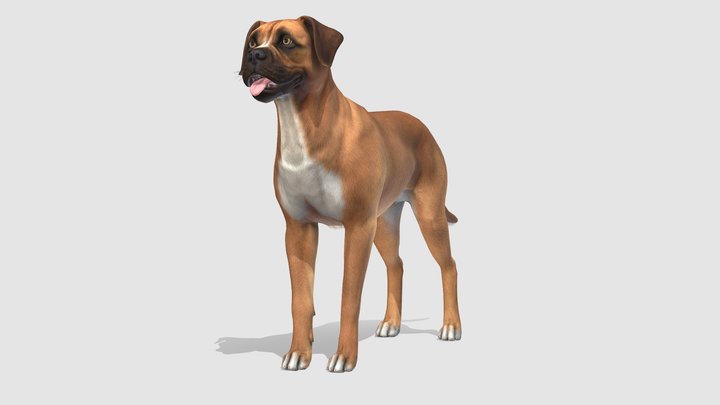 Boxer 3D models - Sketchfab