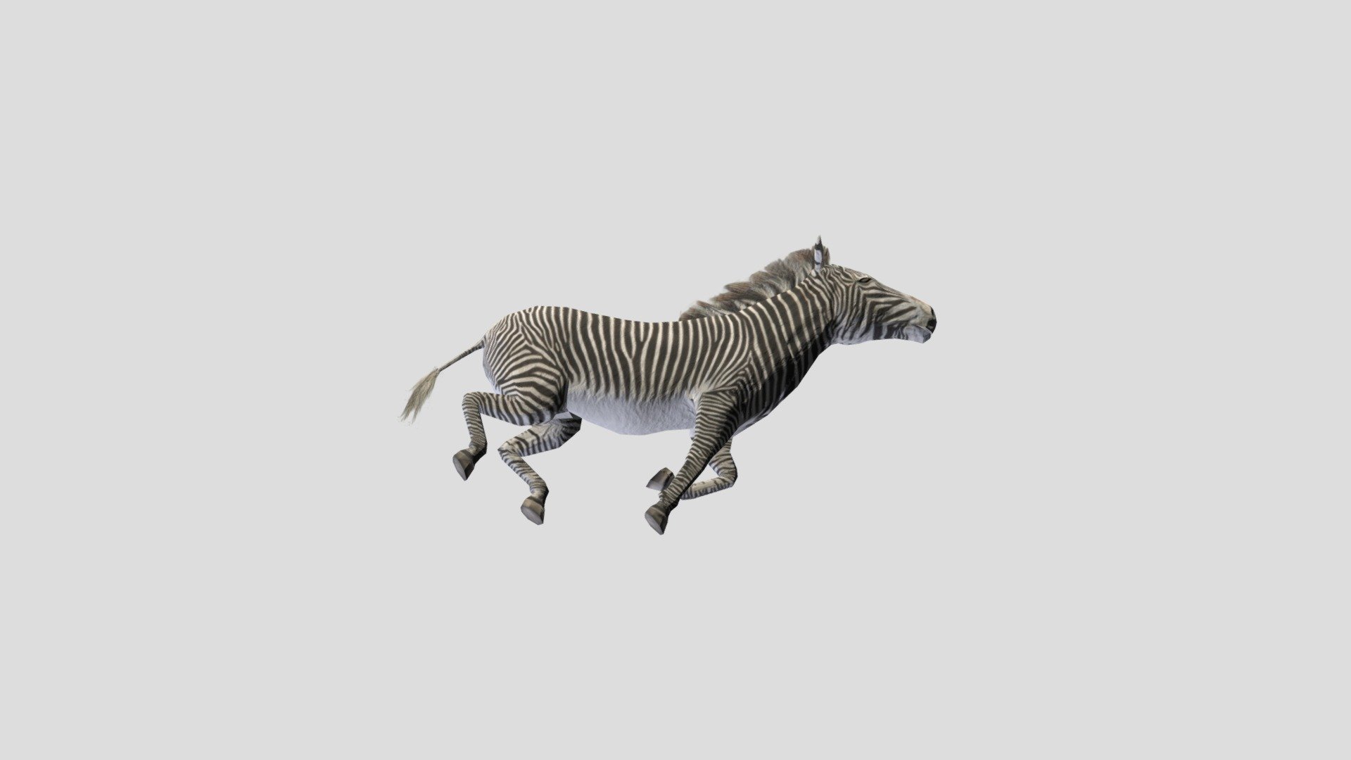 Zebra running - Download Free 3D model by isheja (@ishejaae) [a4099b6 ...