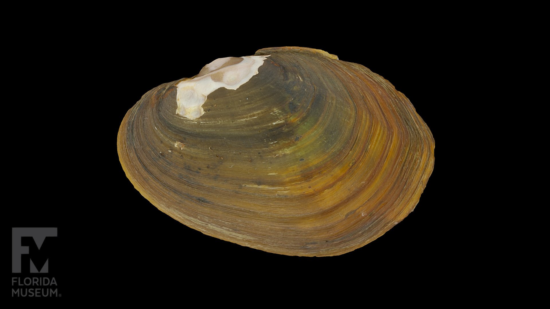 Southern purple liliput - Freshwater Mussel - 3D model by FloridaMuseum ...
