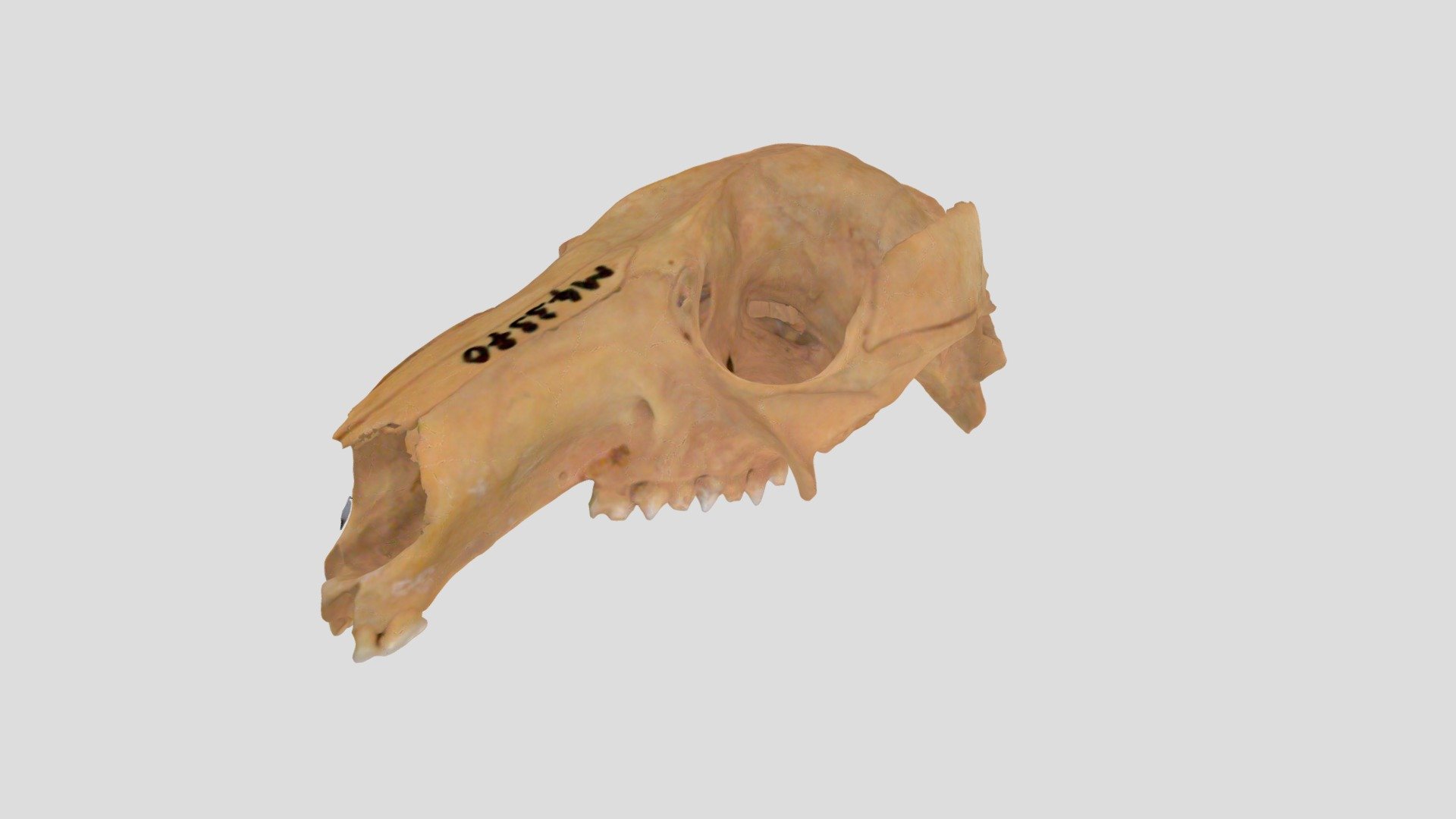 WAM M43370 - Barrow Island Wallaroo (Skull) - 3D model by Western ...