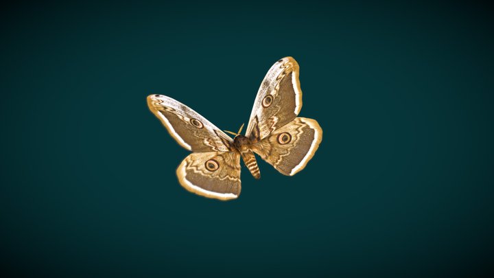 Moths 3D models - Sketchfab
