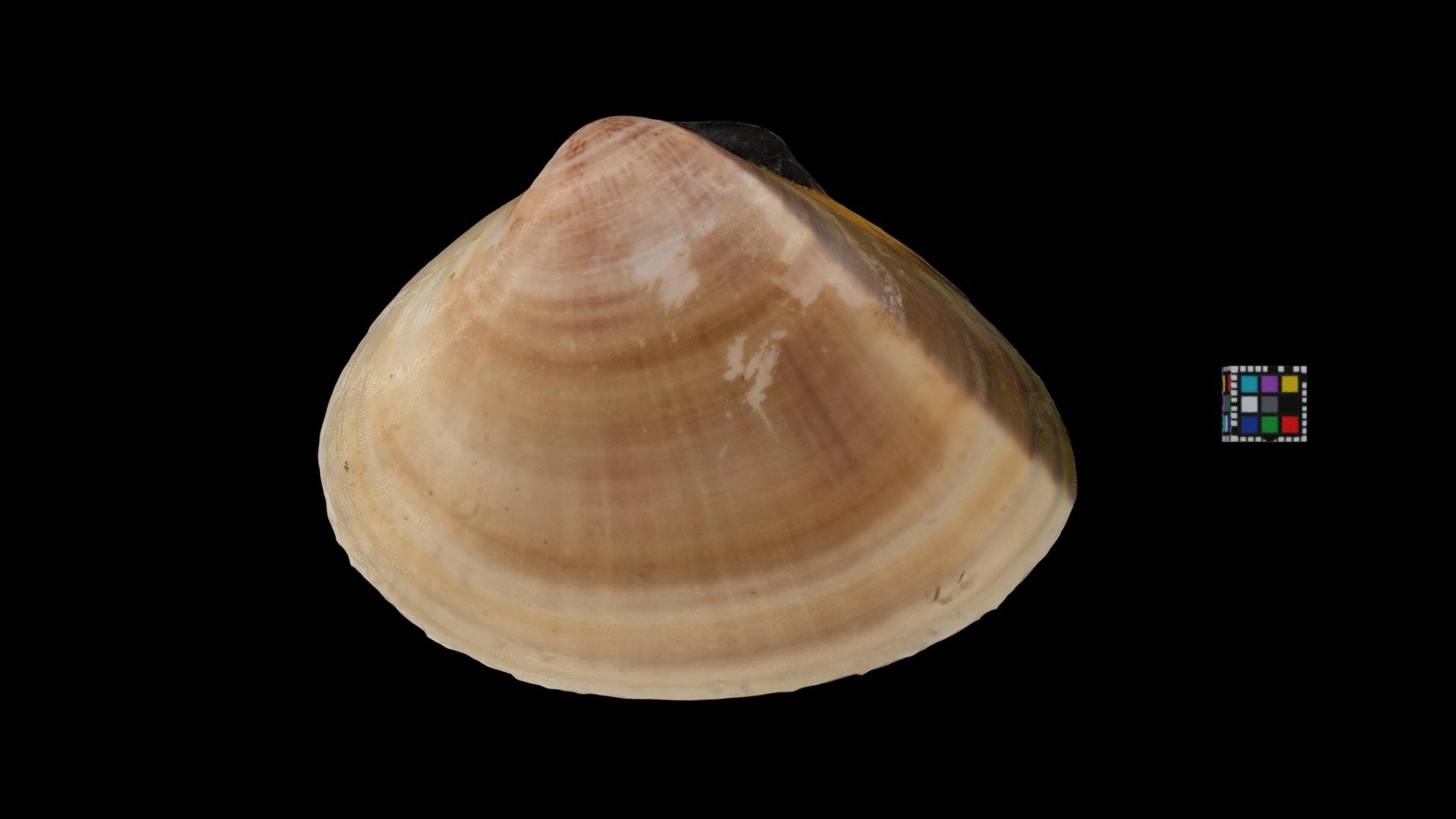 チョウセンハマグリ Korean Hard Clam, Meretrix lamarckii - Download Free 3D model ...