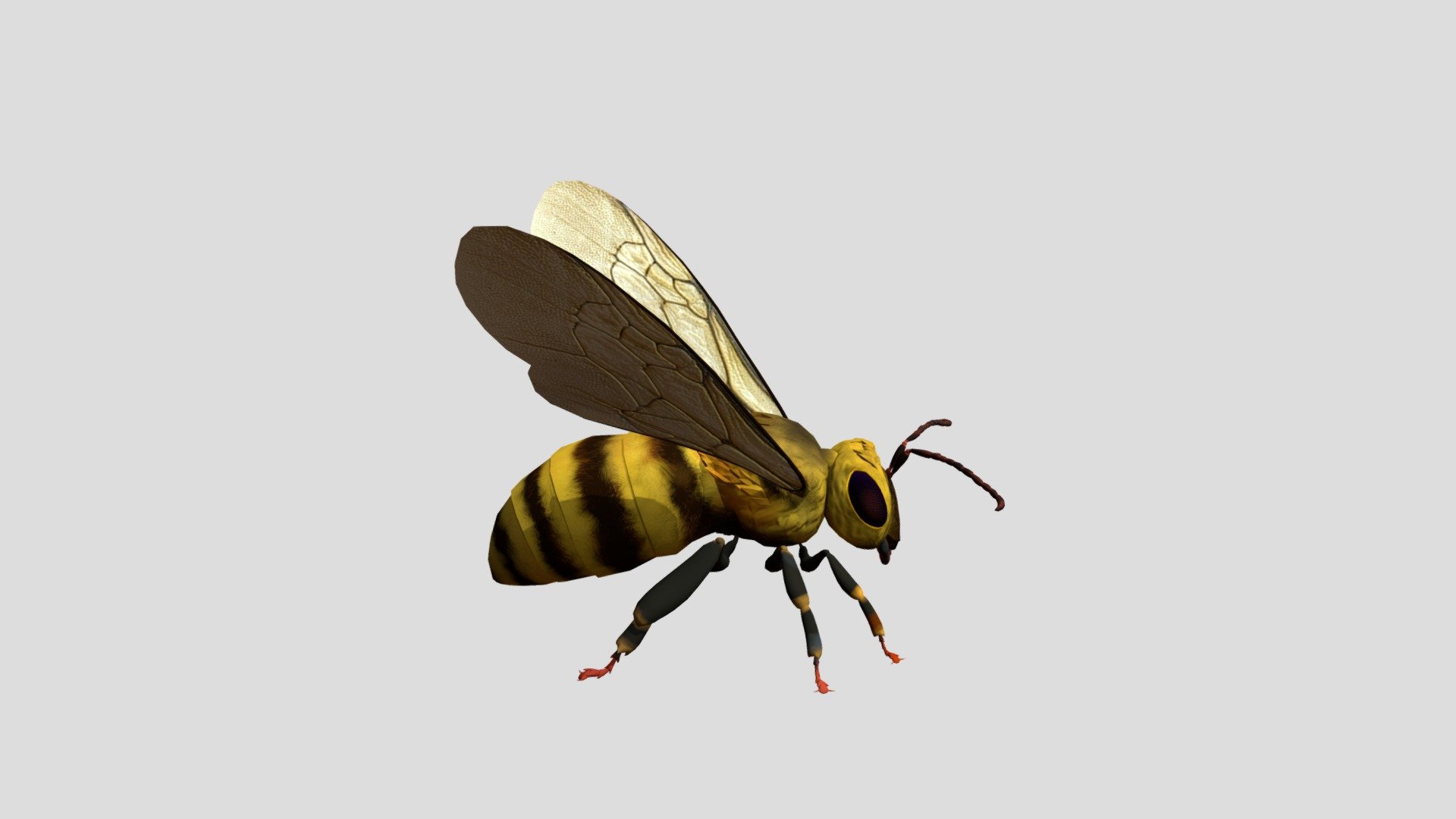 Bee - Buy Royalty Free 3D model by desertclaw95 [a423489] - Sketchfab Store
