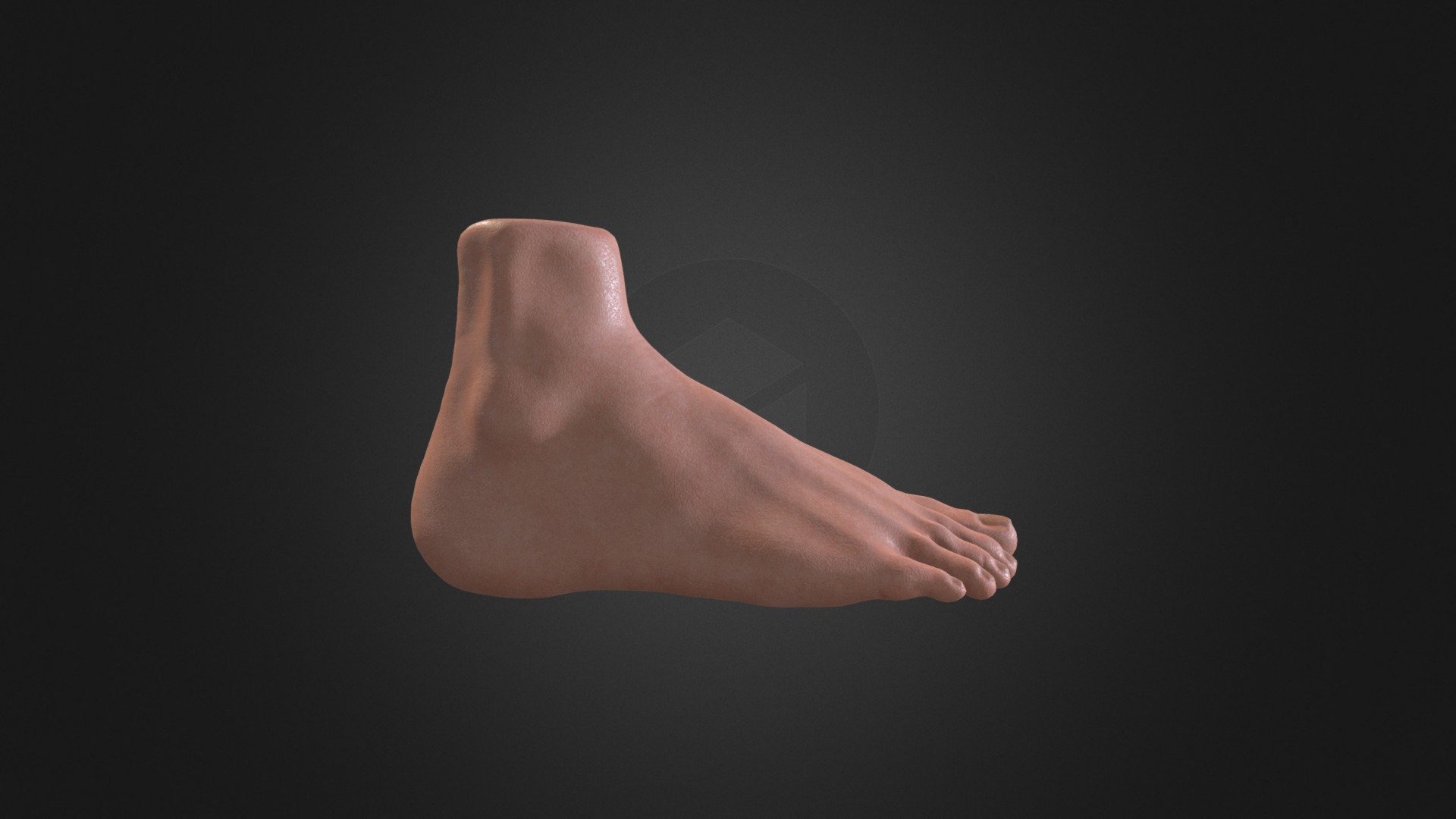 Bailey Moss Foot Model - 3D model by bailey.moss [a424c25] - Sketchfab