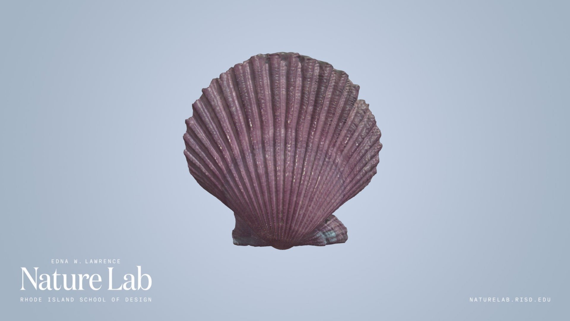 Purple Scallop - Download Free 3D model by RISD Nature Lab ...