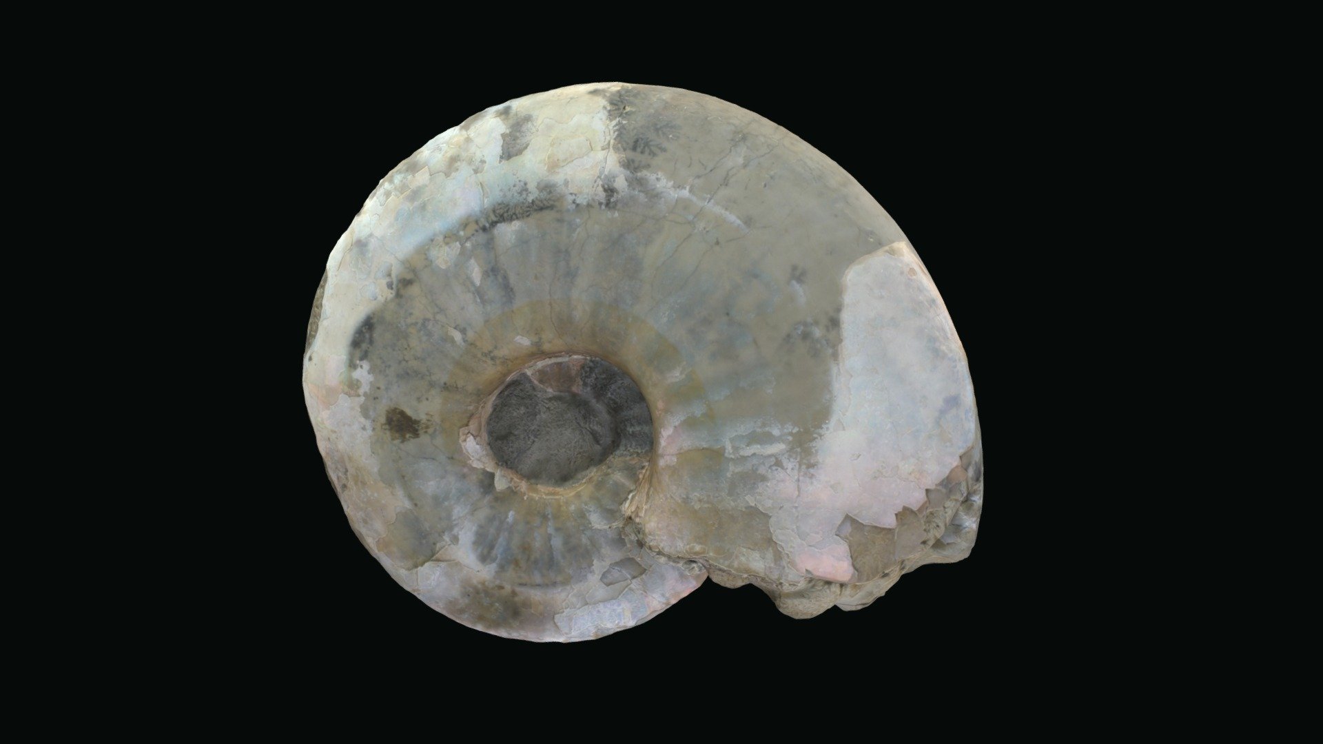Pachydiscus n. sp. - 3D model by Shellie Luallin (@Paleogirl) [a431431 ...