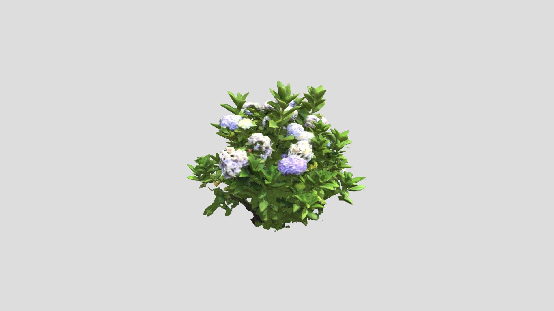 Hydrangeas - Download Free 3D model by Yoshikazu Takayama (@t.yoshi25133) [a4347cb] - Sketchfab