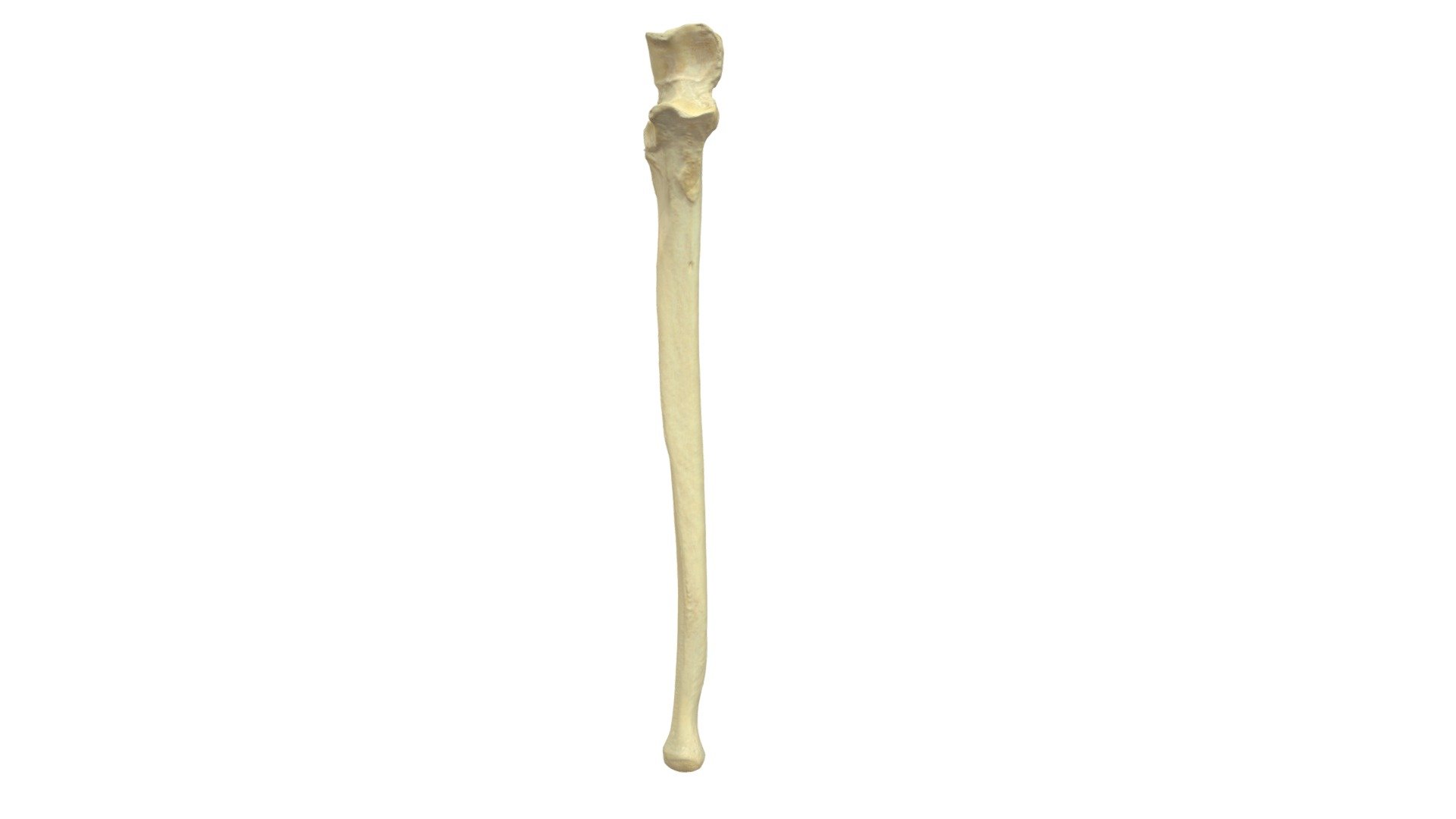 Ulna R - Distale epifyse - 3D model by Universiteit Antwerpen ...