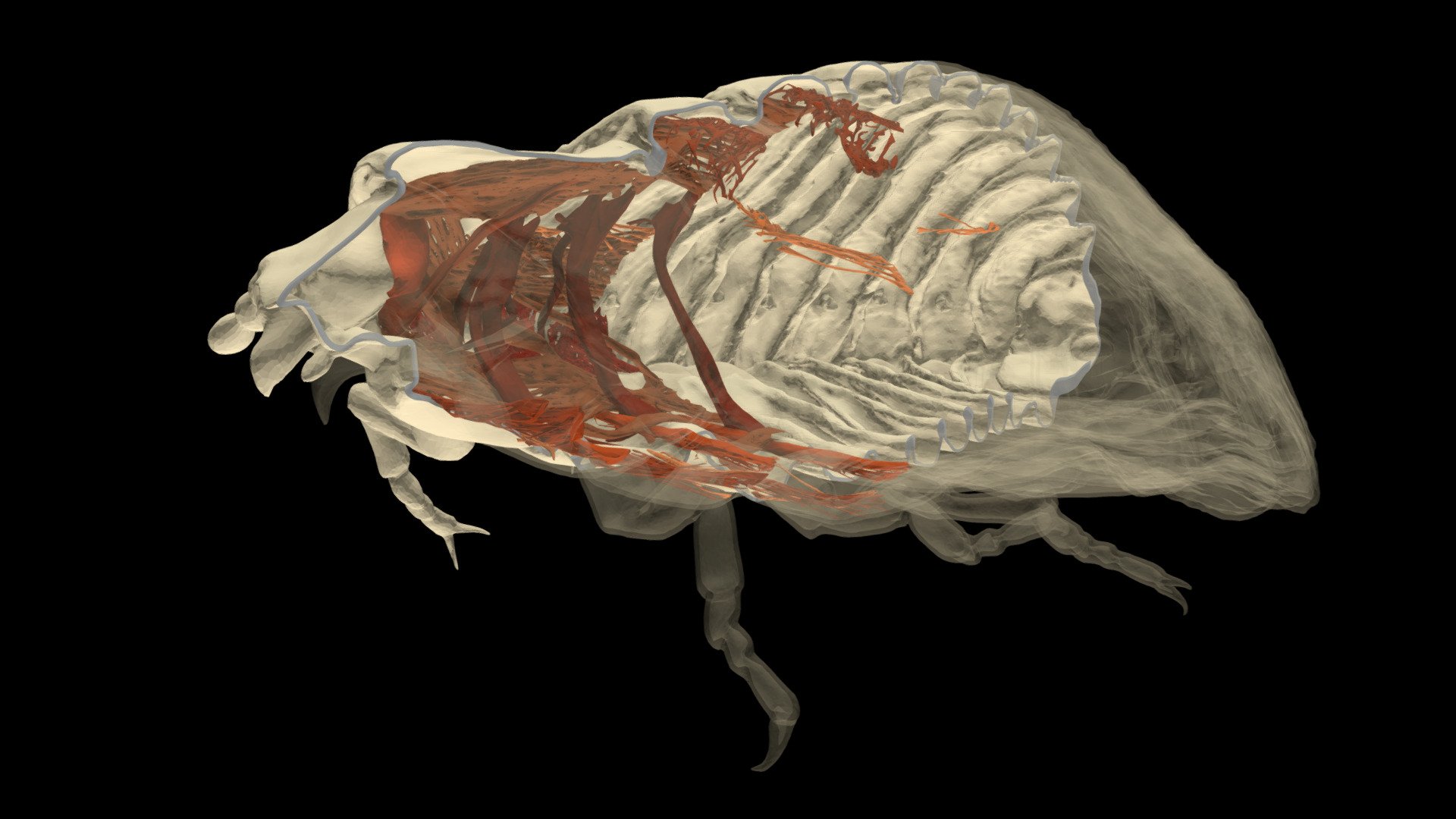 Model 5 - 3D model by Entomology Group Uni Jena (@entomology_uni_jena ...