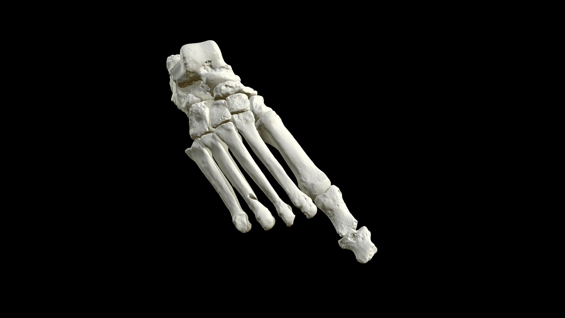 Right Foot - Download Free 3D model by Royal Belgian Institute of ...