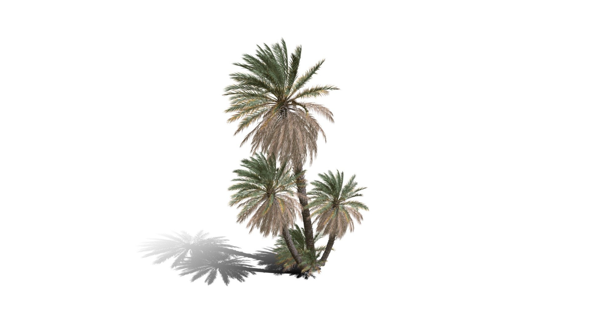 Realistic HD Date palm (46/78) - Download Free 3D model by PlantCatalog ...