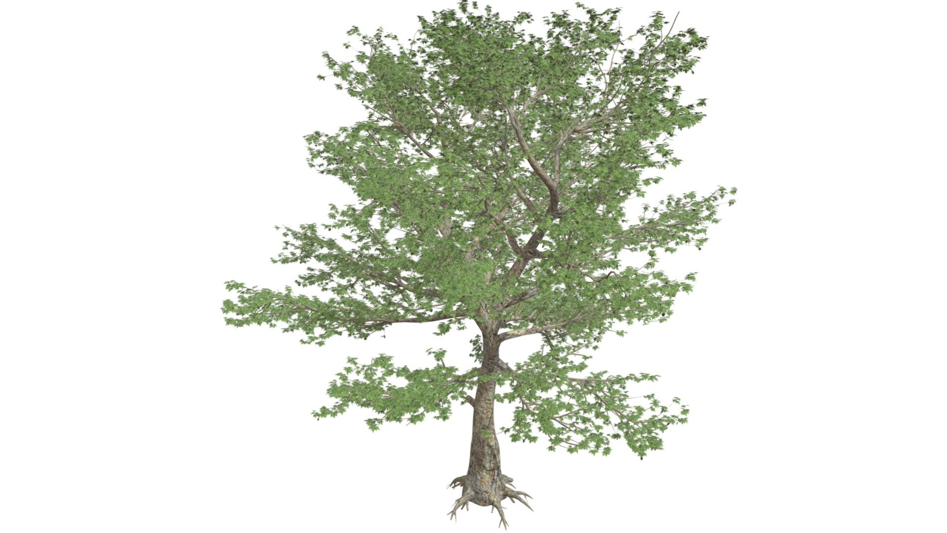 American Sycamore Tree #04 - Buy Royalty Free 3D model by meshshape ...