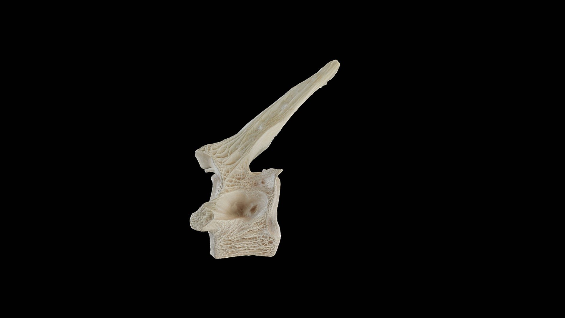 Cod (Gadus morhua) Abdominal Vertebra - 3D model by 4-OCEANS Virtual ...