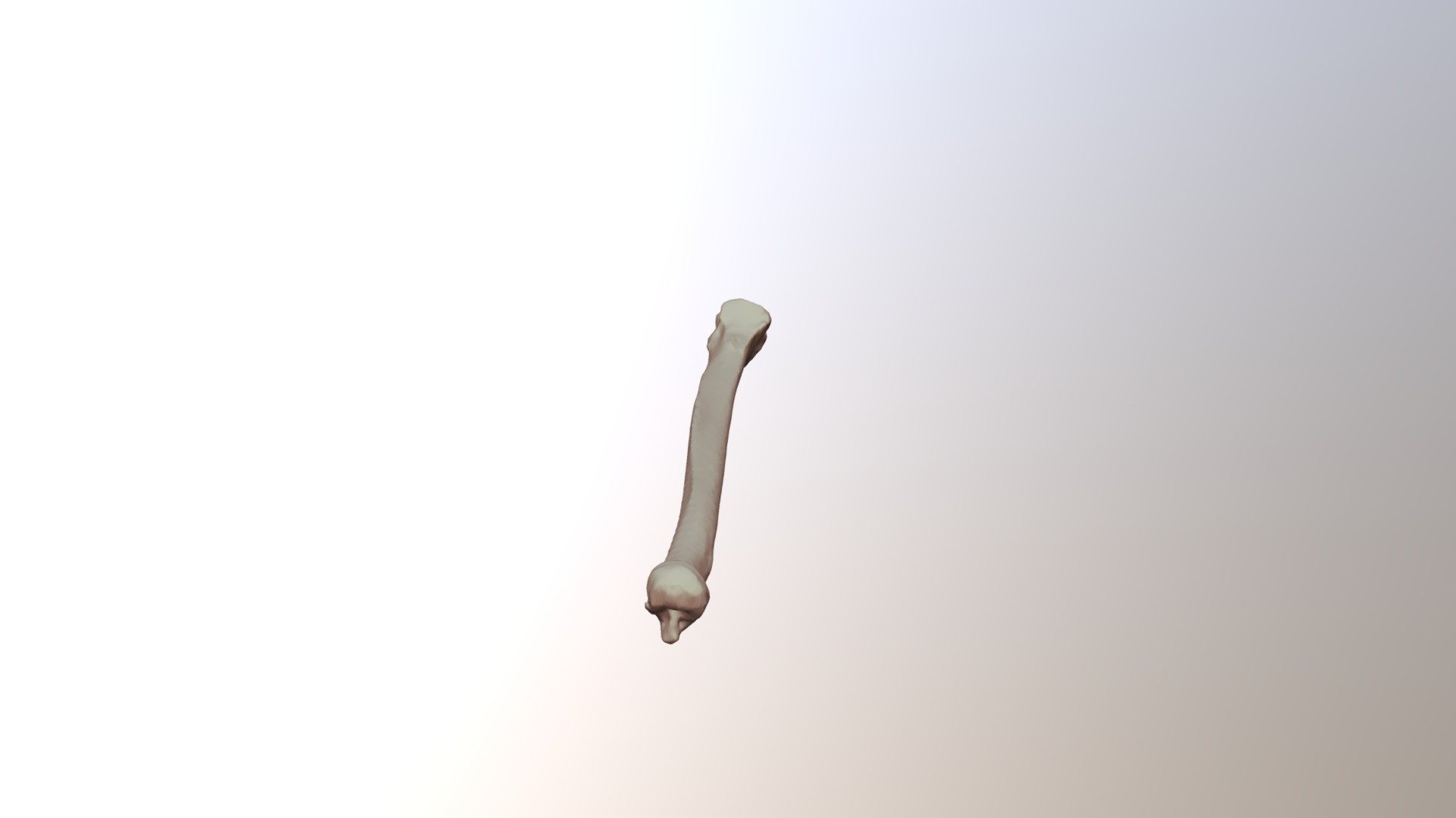 Human Ulna - University of Oklahoma Anatomy - 3D model by bobbyreed ...