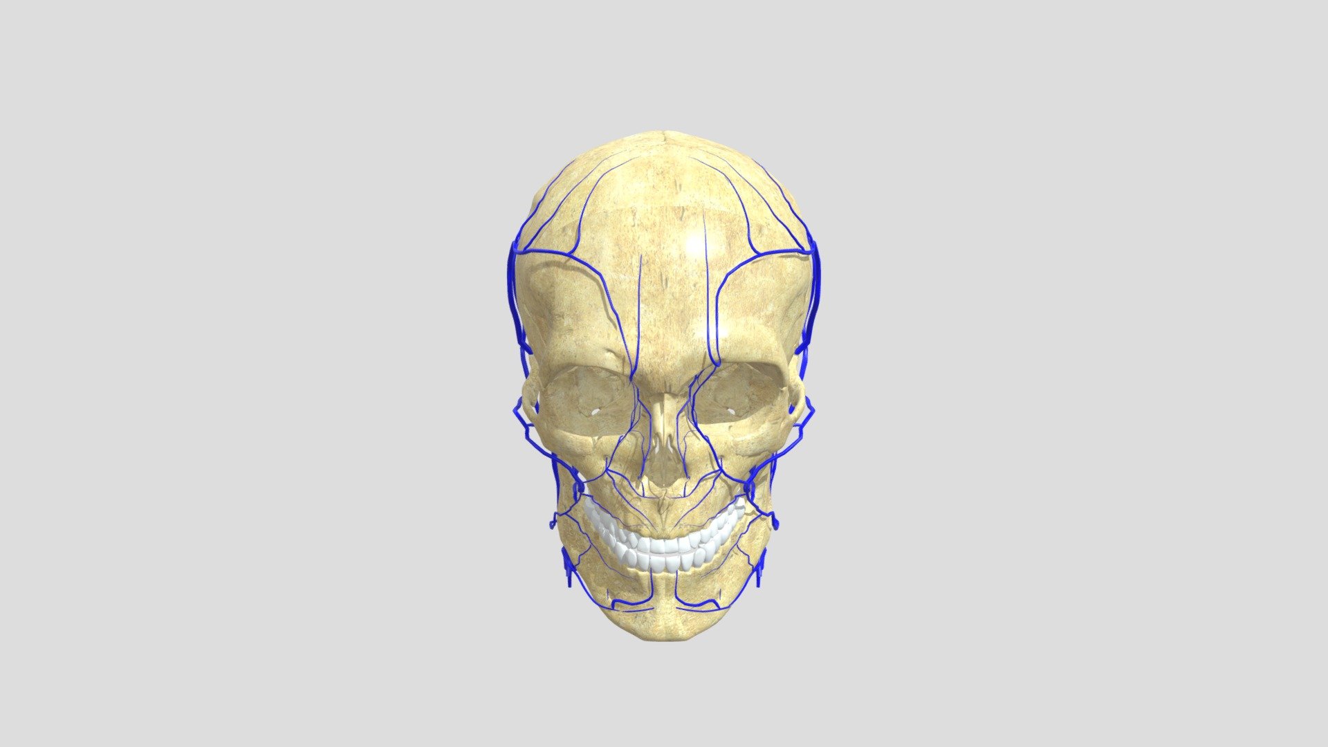 Face and Scalp Veins - 3D model by Focus Medica (@lokeshk) [a450f6d ...