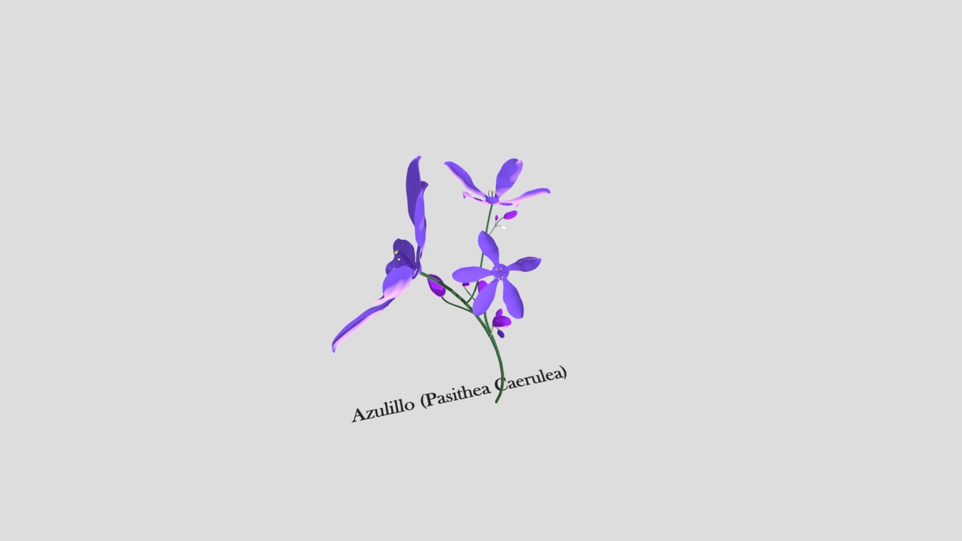 Flor Azulillo - Download Free 3D model by Victoria.Grez [a4605ec ...