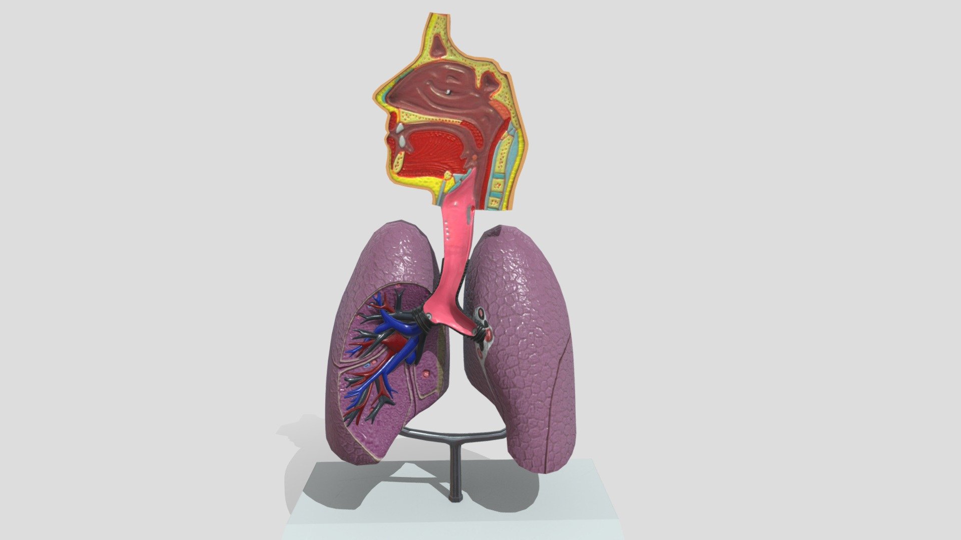 Respiratory - Buy Royalty Free 3D model by digikstudio [a465ab8 ...