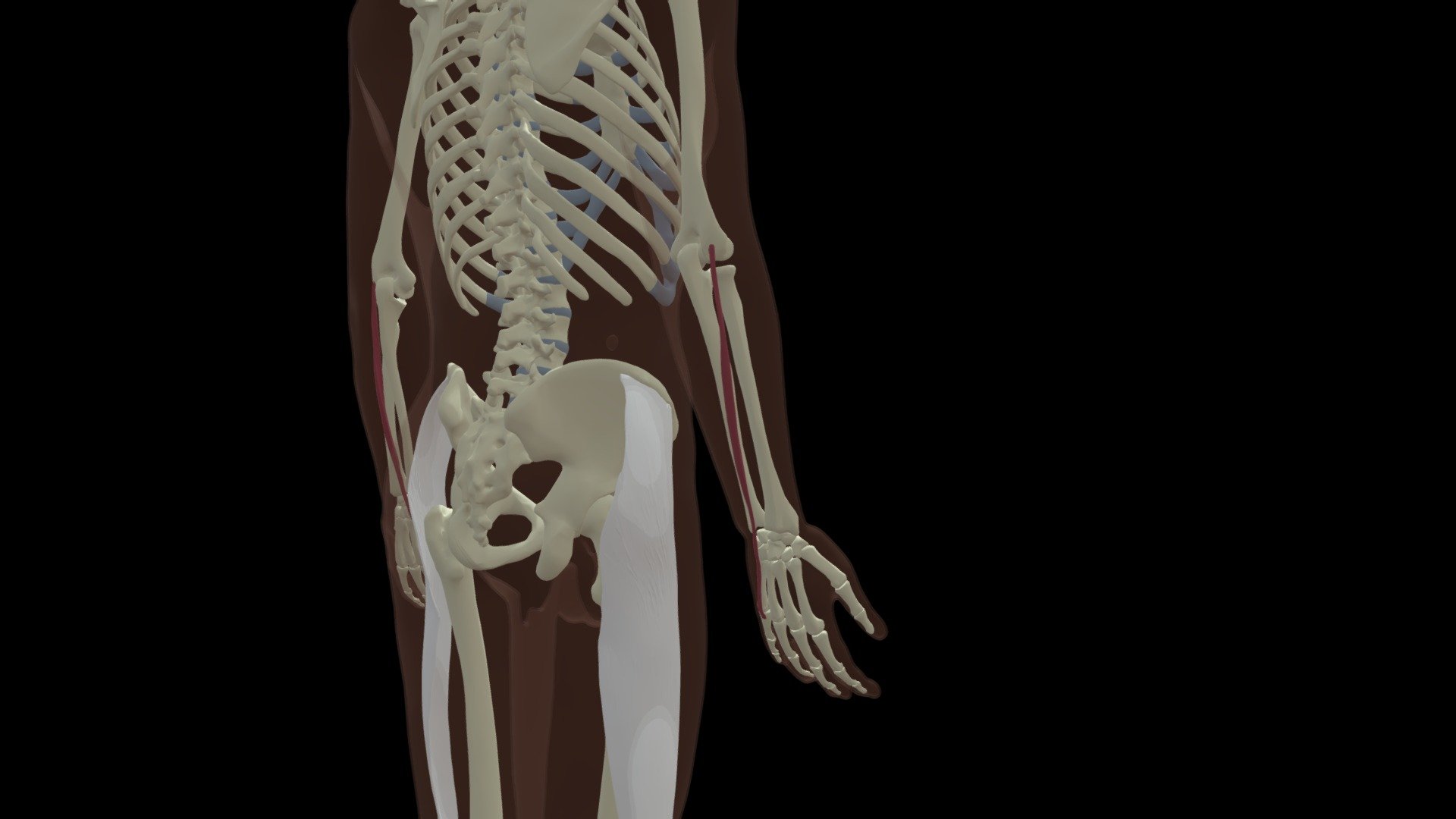 Extensor Digiti Minimi - Download Free 3D model by UMich Anatomy ...