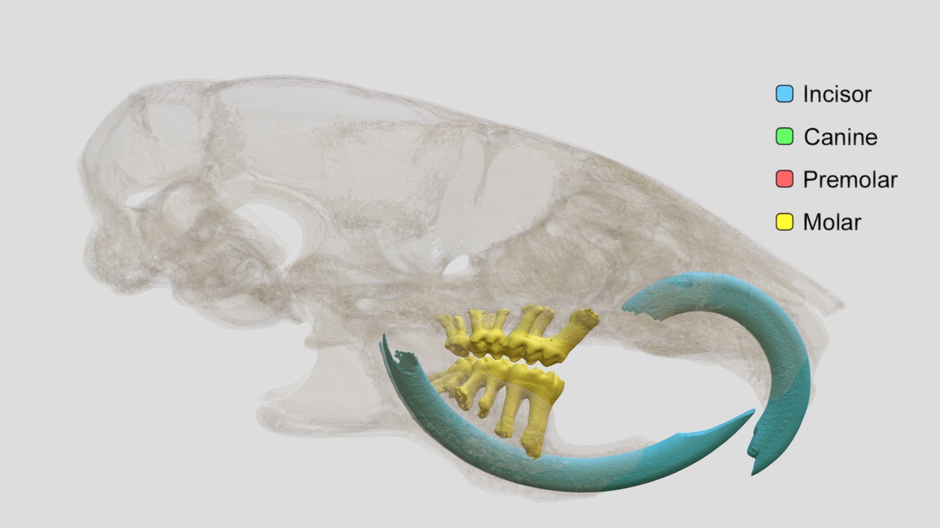 Mus musculus (MSB:Mamm:250024) - Clear - 3D model by Biodiversity ...