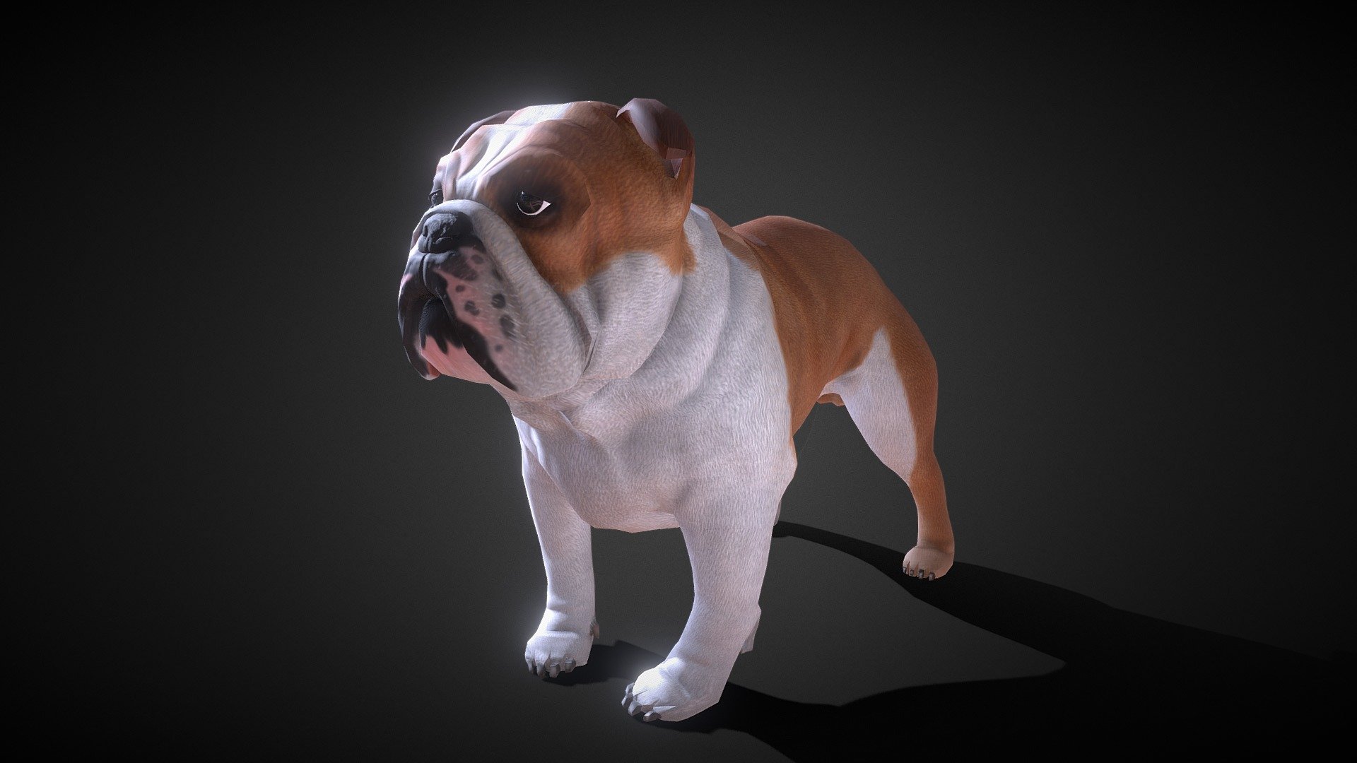 Bulldog - Buy Royalty Free 3D model by animod [a46ad45] - Sketchfab Store