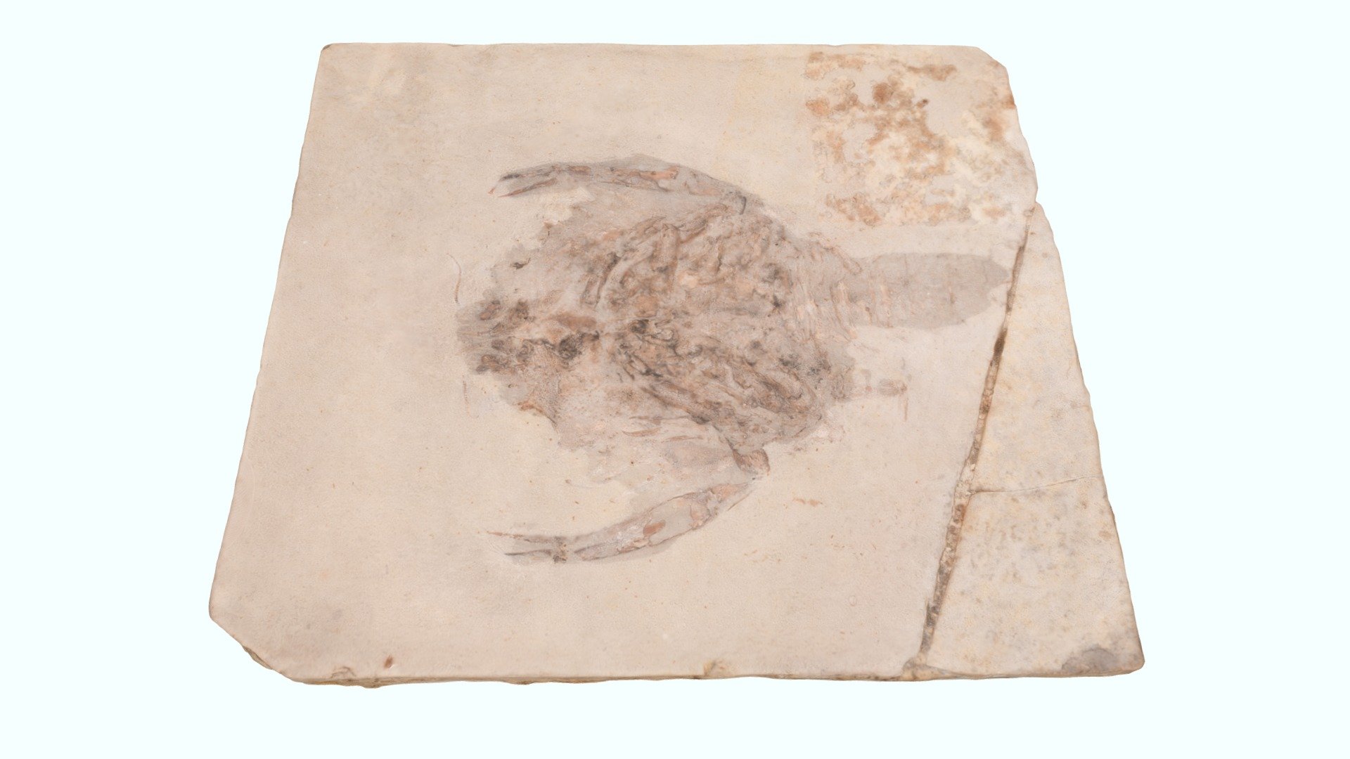 Ecrevisse fossile (Eryon speciosus) - Download Free 3D model by Ecole ...