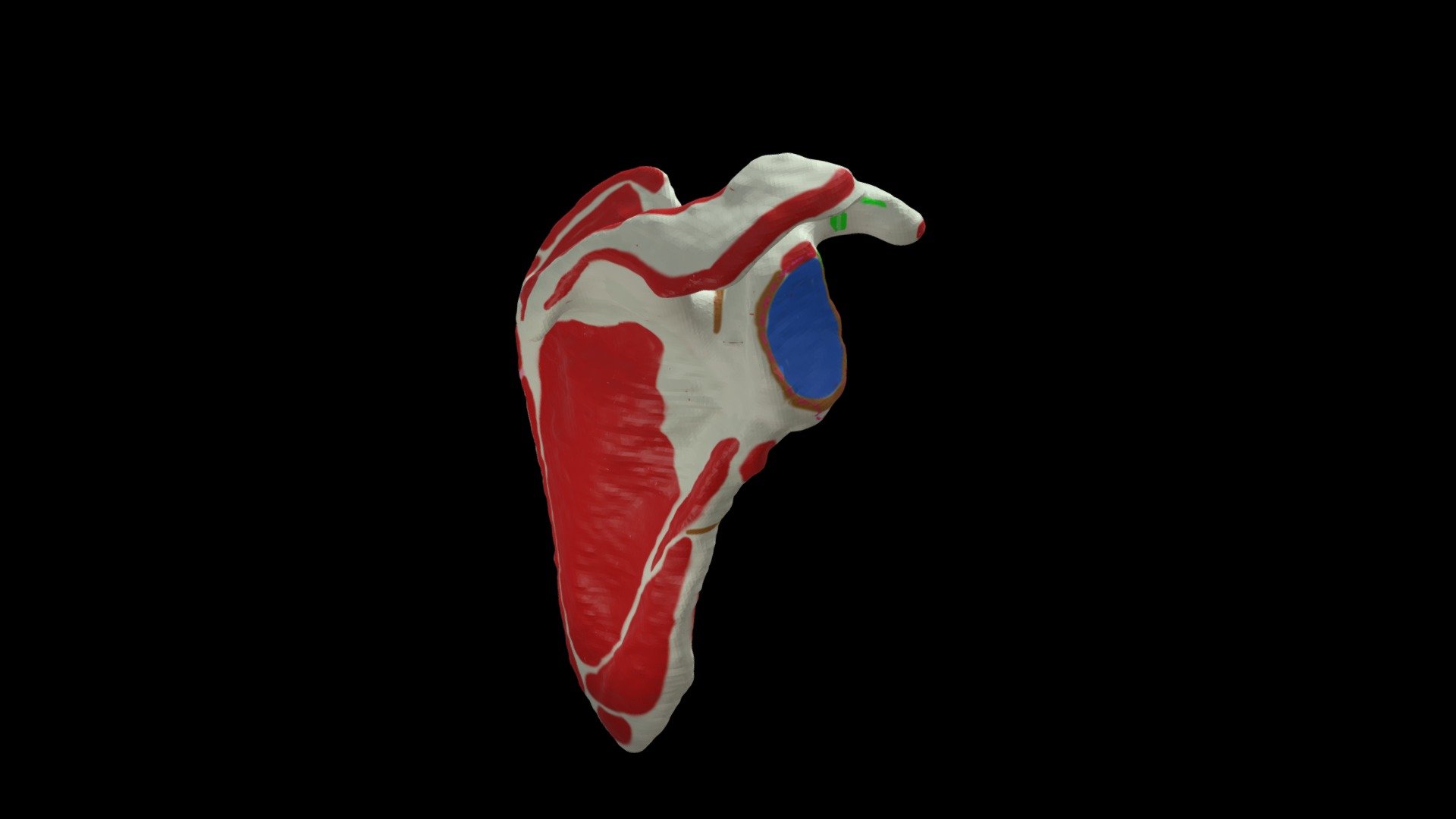 Scapula colorée (avec labels) - 3D model by Prof. Serge VAN SINT JAN ...