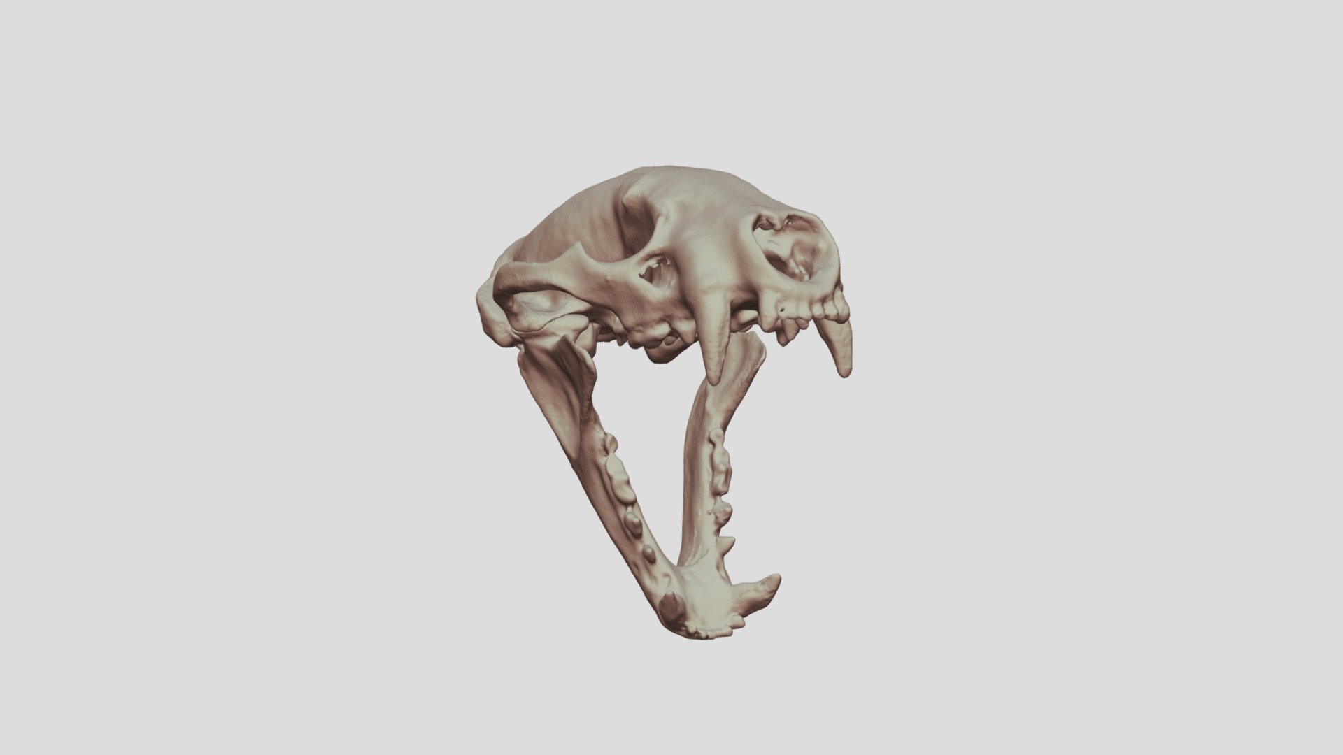 Badger Skull and Jaw - 3D model by bosenchen [a46d8cb] - Sketchfab