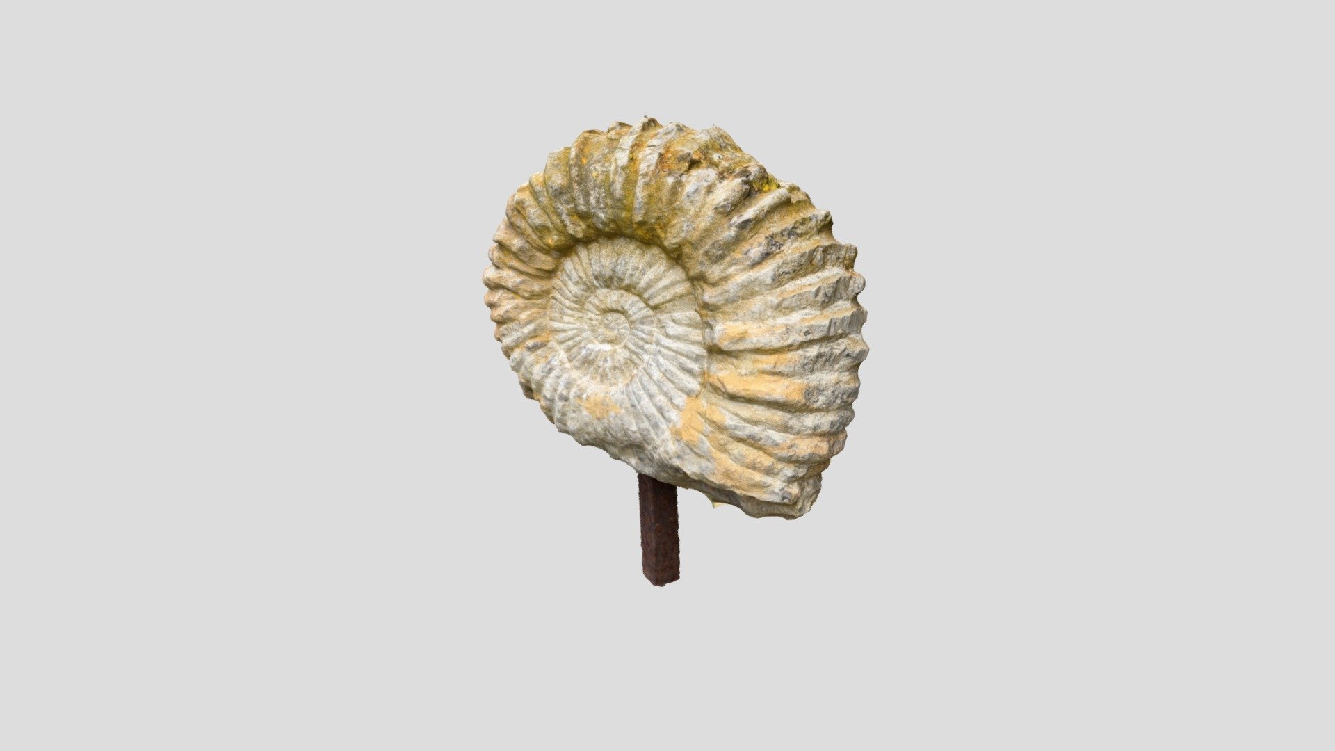 Ammonite - Download Free 3D model by alex.wegenschimmel [a46d98d ...