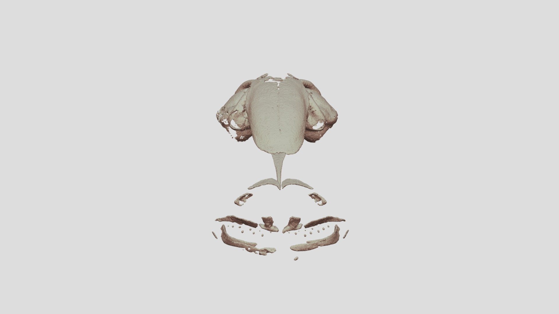 Skull of Xenopus laevis (NF stage 62) - Download Free 3D model by ...