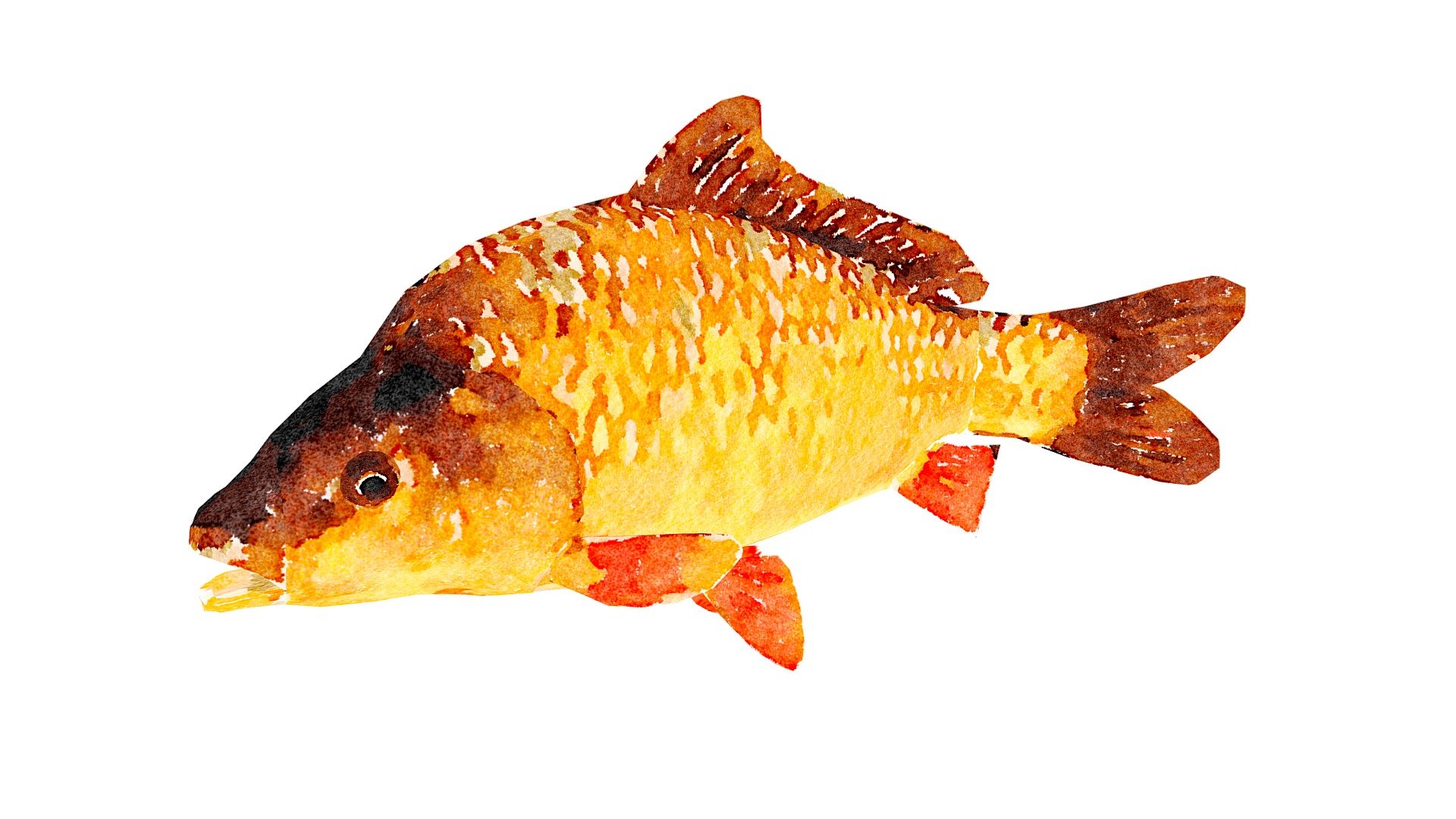Carp illustration - 3D model by josluat91 [a4774f6] - Sketchfab