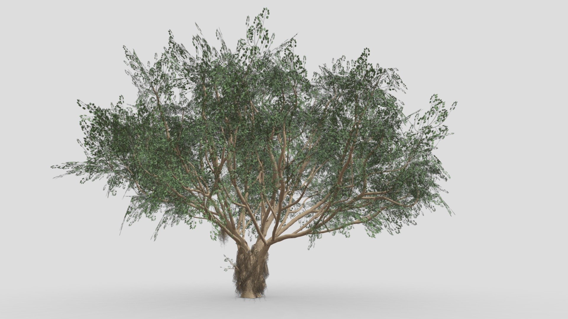 Ficus Benjamina Tree-S03 - Buy Royalty Free 3D model by ASMA3D [a477ce1 ...