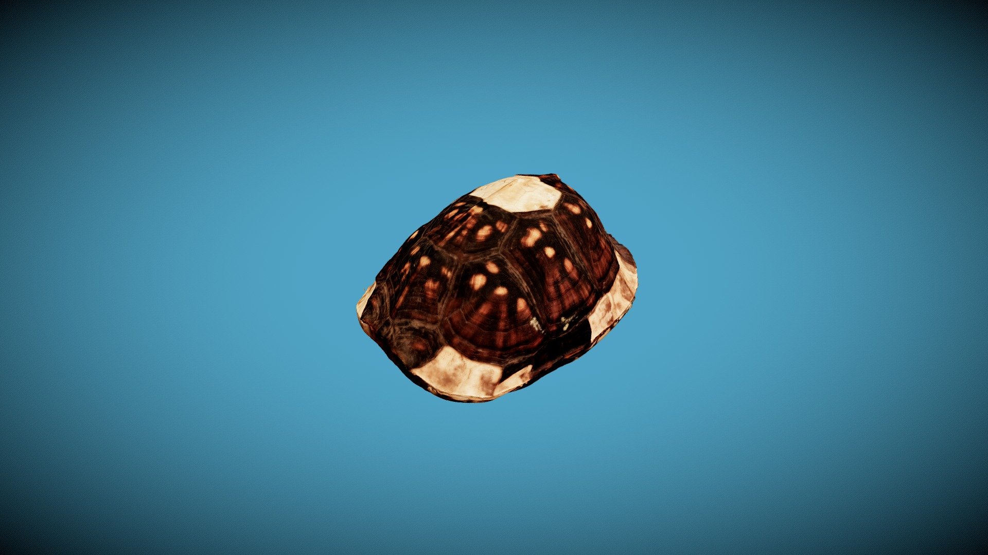 Turtle Shell Top - Download Free 3D model by defnotdan [a47cccd ...