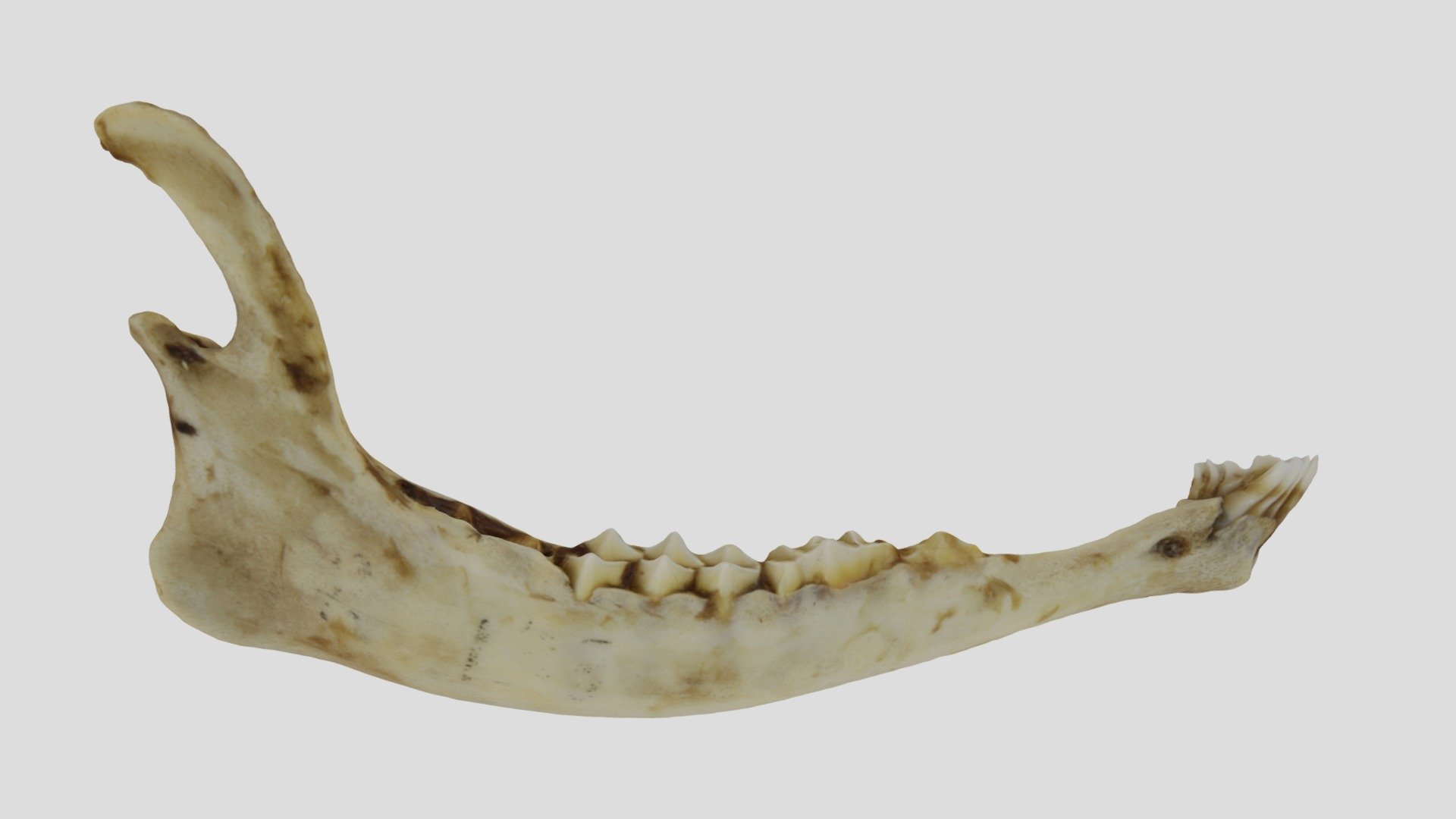 UWYMV:Mamm:927, Odocoileus virginianus, Mandible - Download Free 3D ...