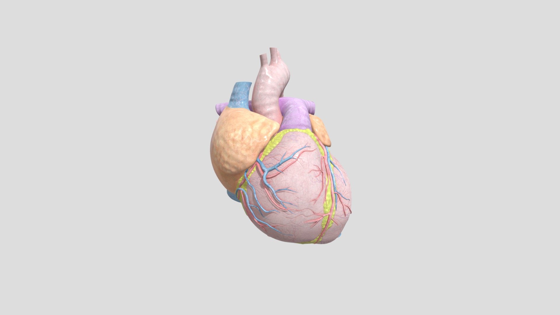 HumanHeart - 3D model by joshAlleo [a47db05] - Sketchfab