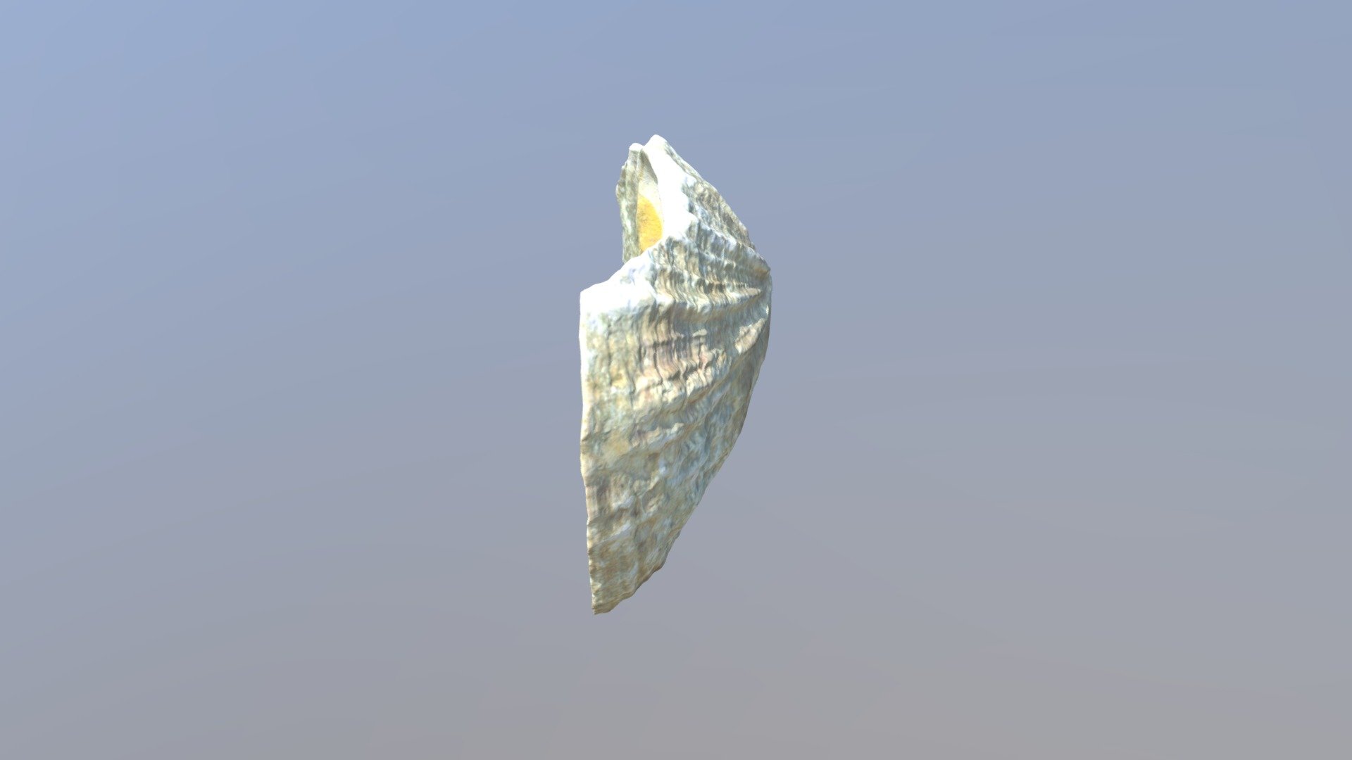 Shell (8125) - 3D model by Centre for Curating the Archive ...