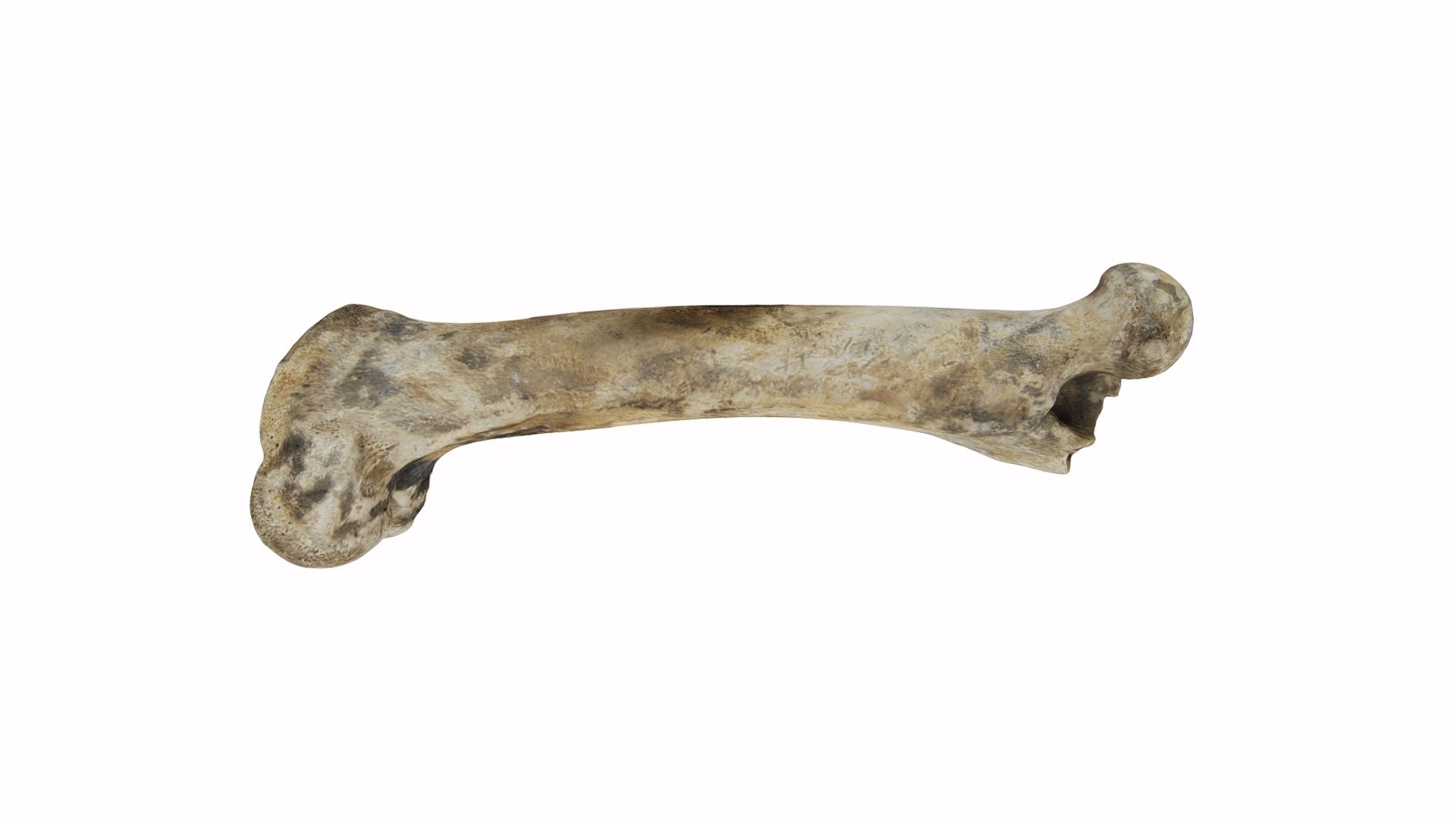 Atocha Pig Bone 1986.008.2652 - 3D model by The Mel Fisher Maritime ...