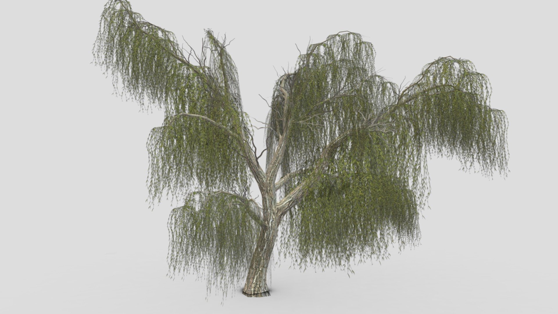 Weeping willow Tree-20 - Buy Royalty Free 3D model by ASMA3D [a49be7e ...