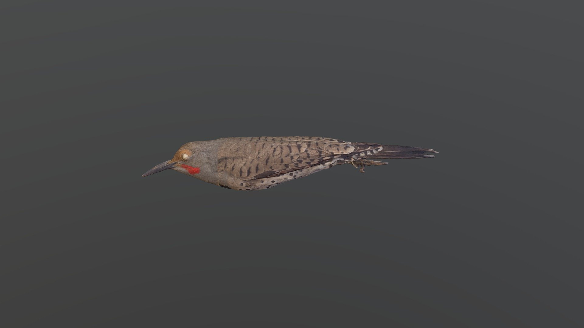 Northern Flicker - Colaptes auratus - Download Free 3D model by ...