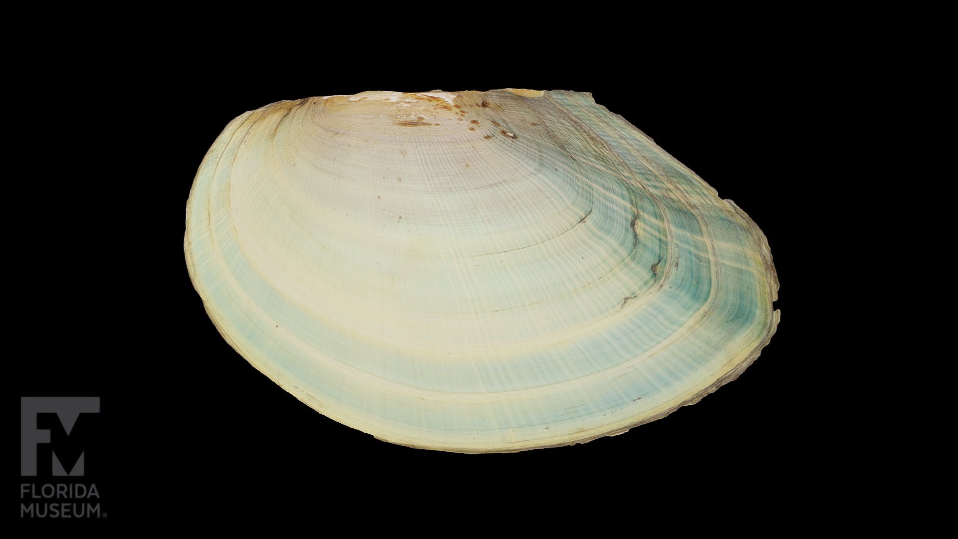 Barrel floater - Freshwater Mussel - 3D model by FloridaMuseum [a49d57a ...