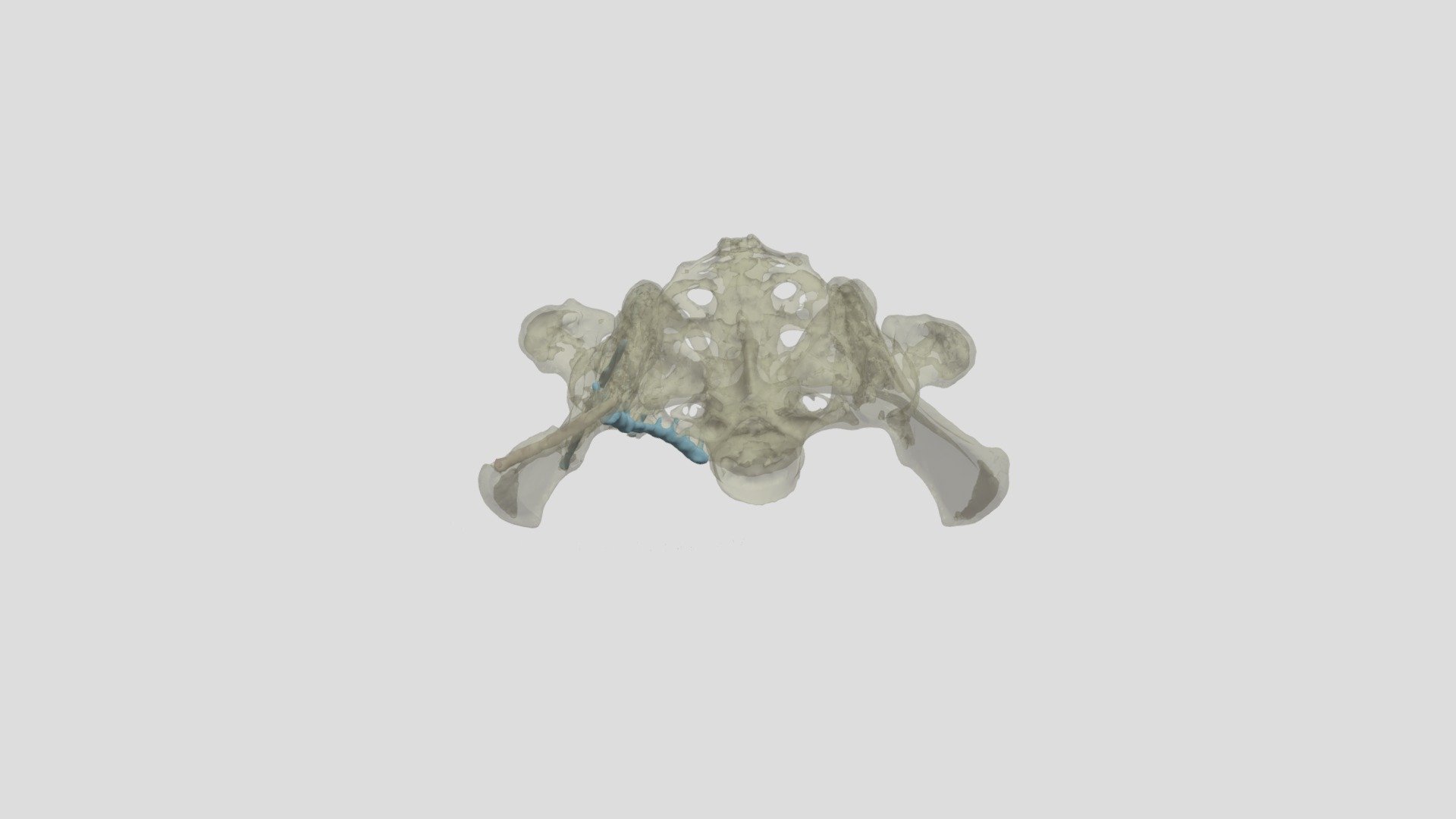 Miller Segmentation - 3D model by lizmiller [a4a5016] - Sketchfab