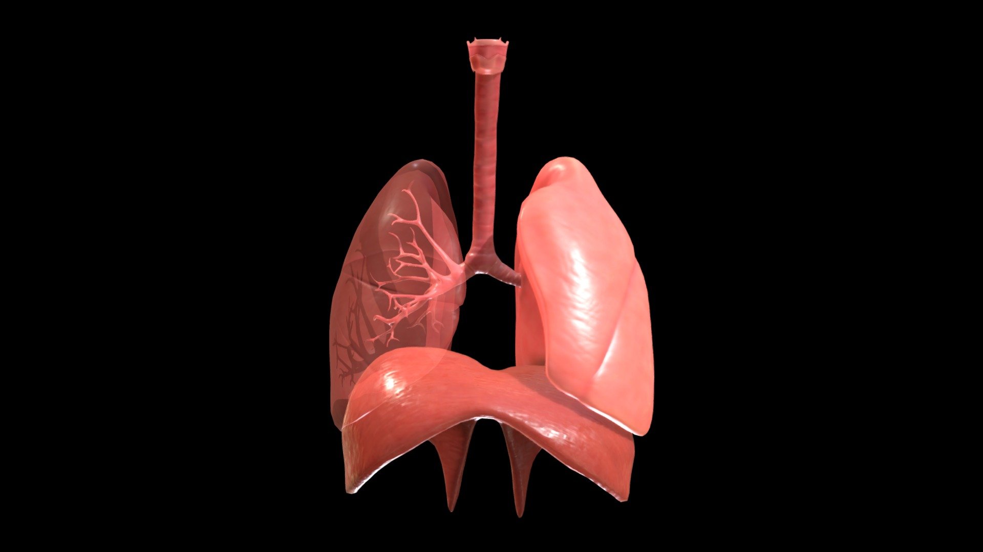 Human Lungs - Buy Royalty Free 3D model by zames1992 [a4ad084] - Sketchfab Store