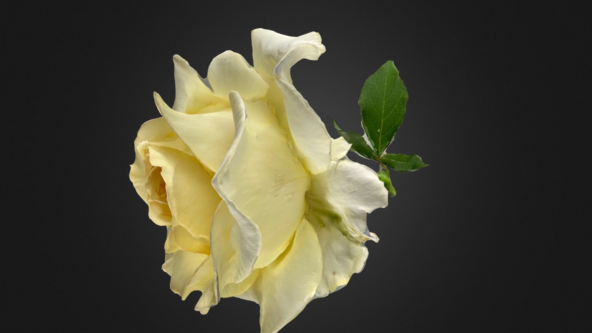 Elina Rose 2022 Spring - Download Free 3D model by Akiko_NAKAMURA ...